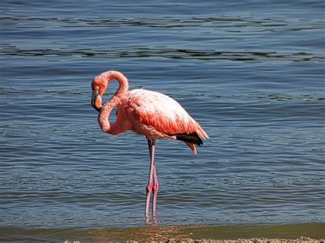 Pink Flamingos In Ohio Did Hurricane Idalia Help Them Get Here
