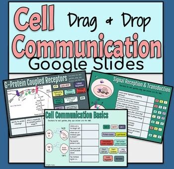 AP Biology Cell Communication Signal Transduction Pathways Drag Drop
