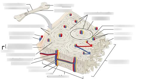 Bone Tissue Diagram Quizlet
