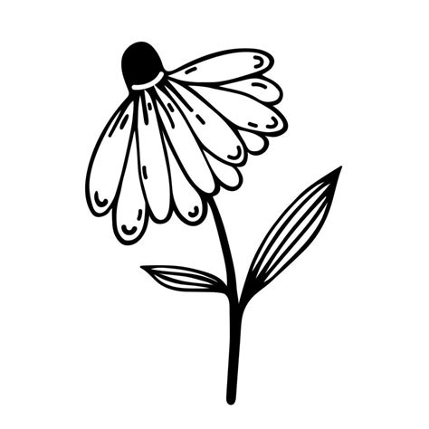 Chamomile Vector Icon Hand Drawn Vintage Illustration Isolated On