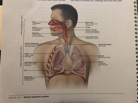 Lab 2 Respiratory System Diagram Quizlet