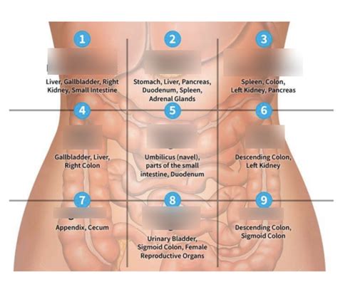 Abdominal Regions Diagram Quizlet