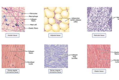 Stratified Epithelial Tissue Labeling Exercise