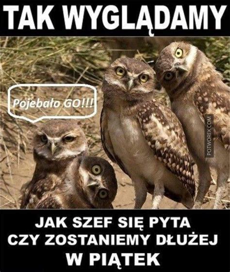 Demotywatory Memy Zwierzęta Potworek dowcipy kawały