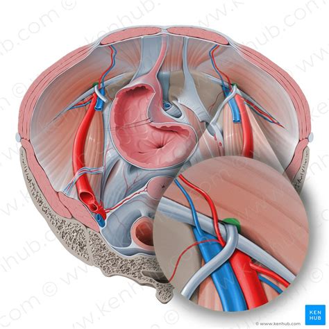 Inguinal Canal Anatomy Contents And Hernias Kenhub