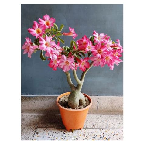 Suculentas Dónde colocar la rosa del desierto para que florezca