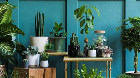 Plantas Que Absorben El Calor Y Refrescan El Ambiente UnoTV