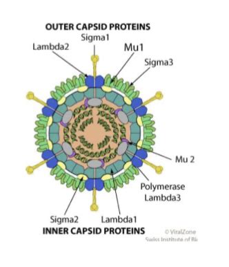Reovirus DsRNA Virus Rotavirus Bluetongue Flashcards Quizlet