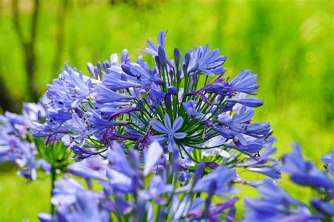 La méthode pour réussir vos semis d agapanthes pour une floraison
