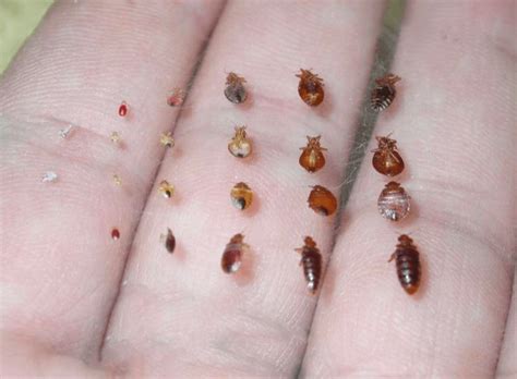 How To Check For Bed Bugs Townhustle