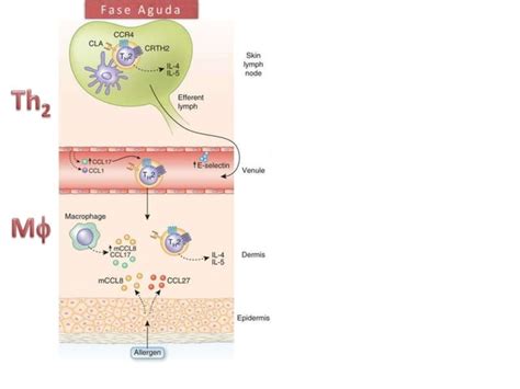 Dermatitis atópica mecanismos de daño PPT