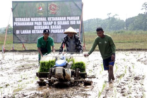 Pj Bupati Subang Hadiri Panen Raya Padi Dan Tanam Padi Bersama KASAD Di