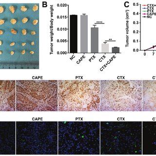 Effect Of CAPE CTX And PTX On PC Tumor Growth In Vivo A Tumor Size