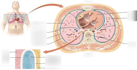 A P II Lab Respiratory System Exercise 21 Figure 21 18 Pleurae And
