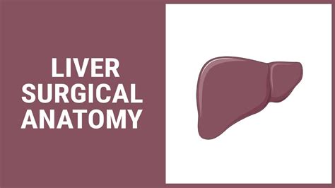 Surgical Anatomy Of The Liver YouTube