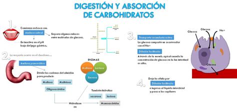TODO CARBOHIDRATOS DIGESTIÓN ABSORCIÓN Y METABOLISMO