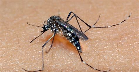 6 3 milhões de casos prováveis Brasil lidera ranking de dengue