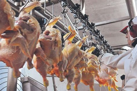Argentina reabre la exportación de carne aviar a la Unión Europea
