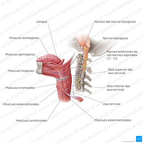 Sistema Nervioso Mind Map