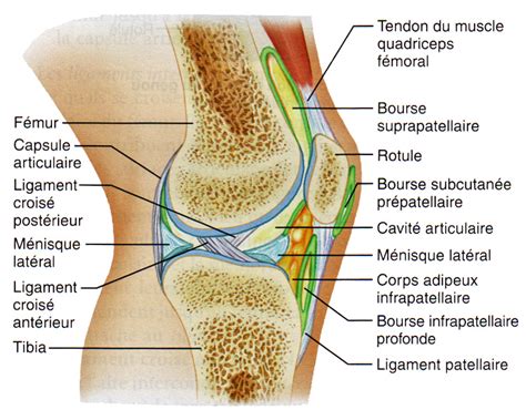 Les Os De La Jambe Et Du Pied Planches Anatomiques
