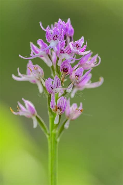 Orchis Italica Del Mediterraneo Naked Man Orchid Stock Photo Image