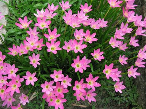 Hoa M Ng Tay With Images Beautiful Flowers Flowers Rain Lily