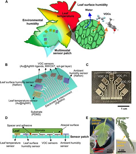 abaxial leaf surface mounted multimodal wearable sensor for continuous plant physiology