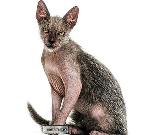 LAS 10 RAZAS DE GATOS MáS RARAS GATOS 2024