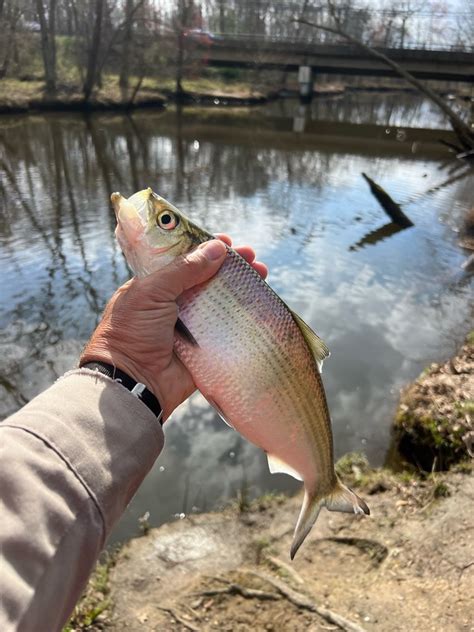 Hickory Shad Photo By Eric Packard Maryland Fisheries Service DNR