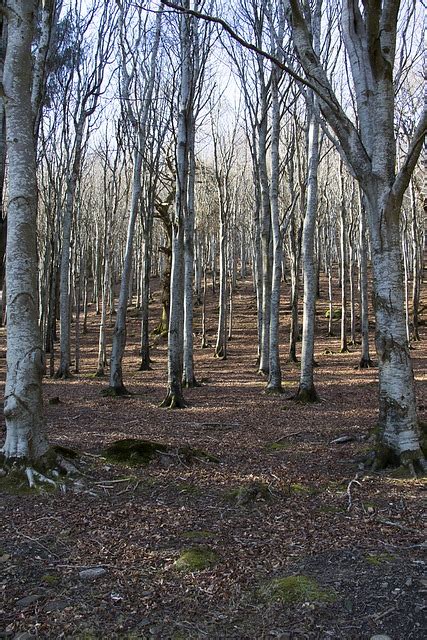 Wald Bäume Sonnenlicht Nackte Kostenloses Foto auf Pixabay Pixabay