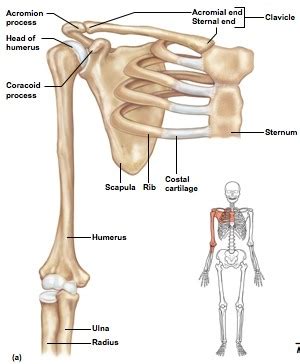 HB 7 Parts Of The Right Portion Of The Pectoral Girdle Diagram