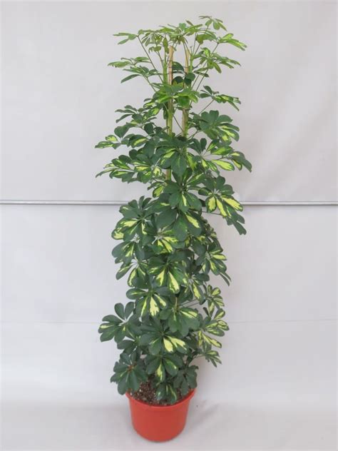 Schefflera Arboricola Gold Capella Plant Wholesale Floraccess