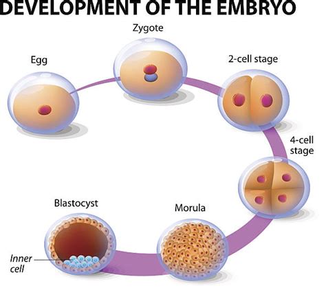Esquema De La Meiosis Fotos Gu A