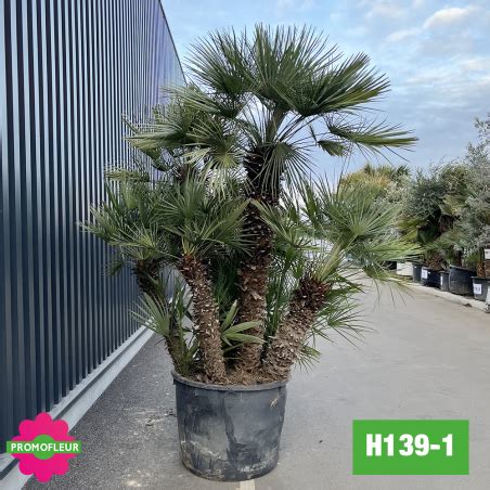 Palmier Humilis Multi Troncs H 240 260 Cm H139 1
