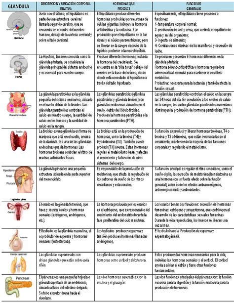 Los 15 Tipos De Hormonas Principales Y Sus Funciones Images