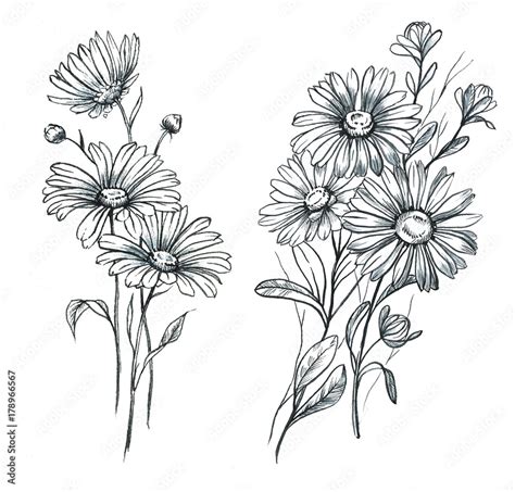Daisies Tattoo Outline