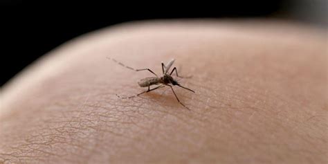 Dengue em Blumenau confira os 10 bairros mais focos da doença ND