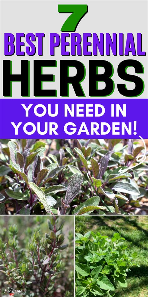 7 Flavorful Perennial Herbs You Need in Your Garden Ervas aromáticas