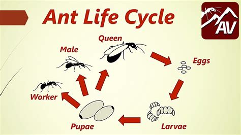 DIAGRAM Diagram Of Real Life Cycle Of An Ant MYDIAGRAM ONLINE