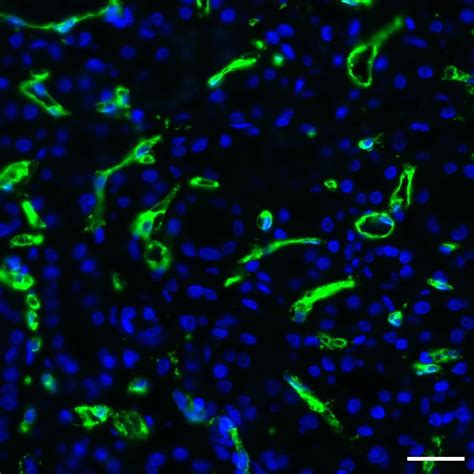Cd Antibody Anti Human Readye Lease Miltenyi Biotec Usa
