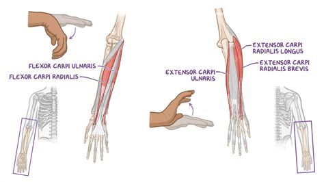 Joints Of The Wrist And Hand Video Anatomy Osmosis