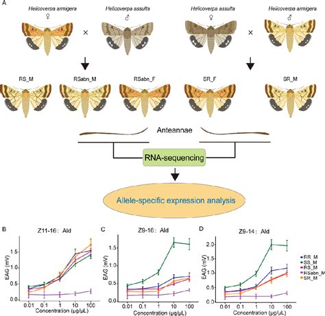 Figure From The Genetic Basis Of Gene Expression Divergence In