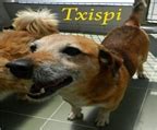 Adoptar Perros Y Cachorros Guipuzcoa Gratis Regalar Cachorros