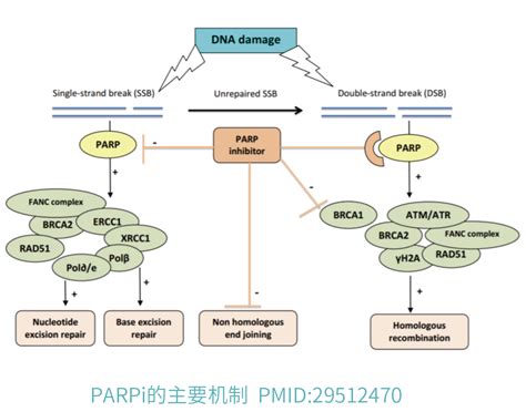 卵巢癌个体化治疗基因检测66基因 北京基石生命科技有限公司
