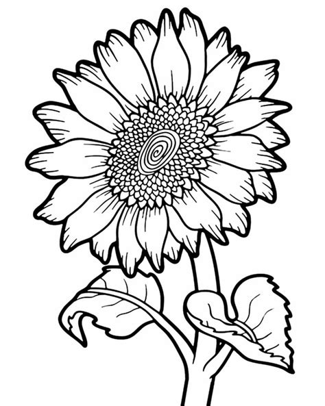 50 Desenhos de Girassol para colorir Dicas Práticas