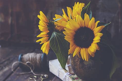 Update More Than Aesthetic Wallpaper Sunflowers In Coedo Vn