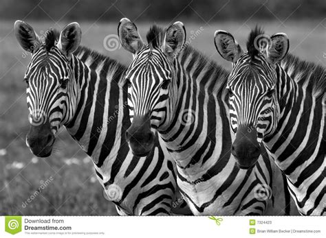 Black And White Stripes Zebra