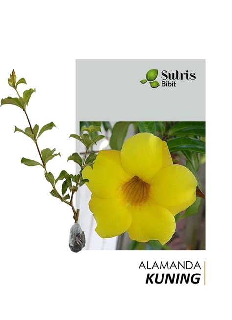 Tanaman Hias Bunga Rambat Alamanda Kuning Lazada Indonesia