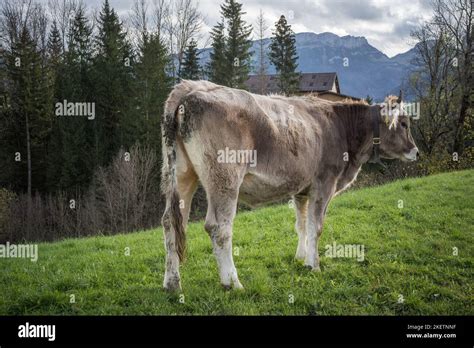 Kühe im Appenzellerland auf einer Weide Schweiz Stock Photo Alamy