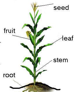Corn Labeled Parts Of Plant